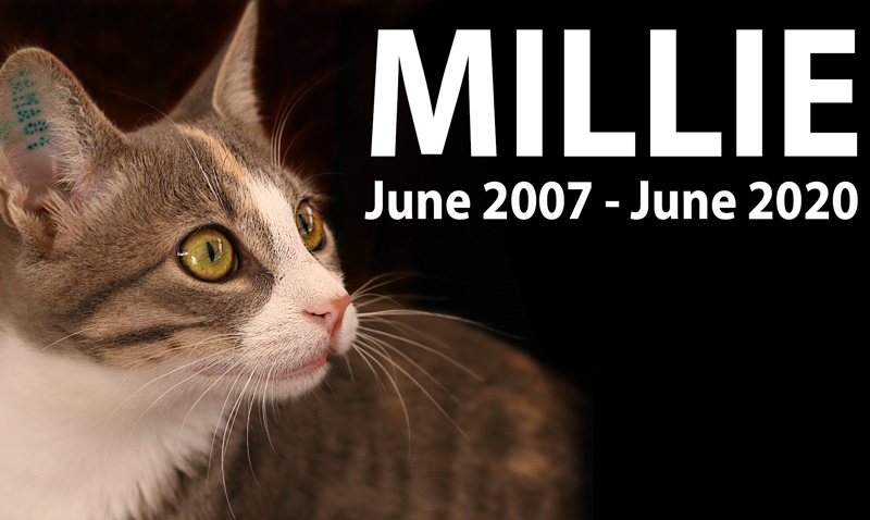 Tribute to our sailing cat | followtheboat