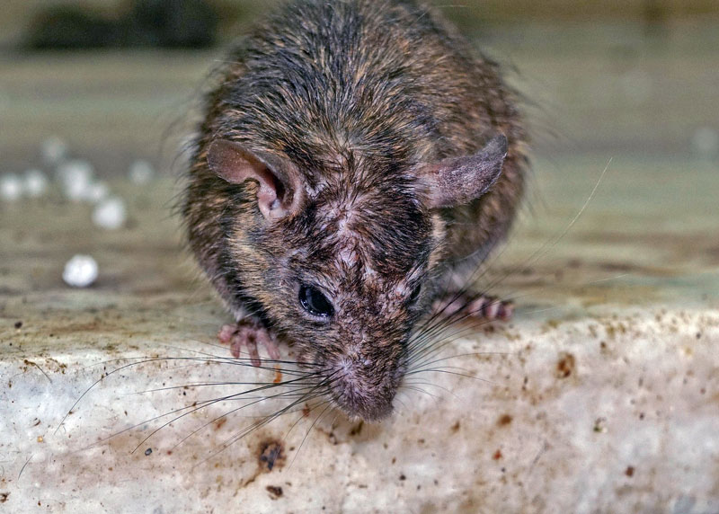 How to get rid of rats on a sailboat | followtheboat