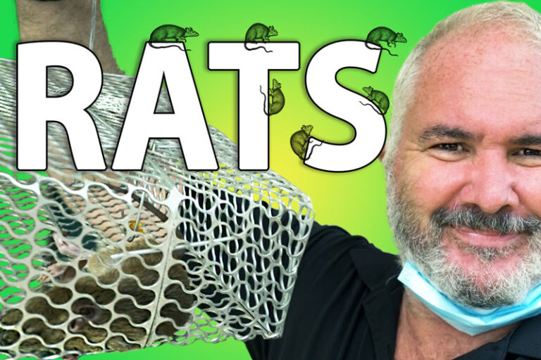 How to get rid of rats on a sailboat | followtheboat